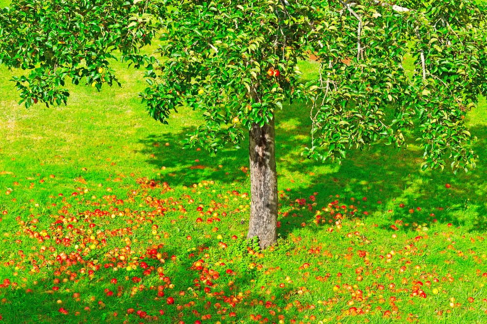 Comment planter un arbre fruitier : guide pratique