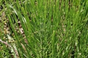 Les bienfaits de la prêle au potager bioloqique | Conseils Jardinage Bio