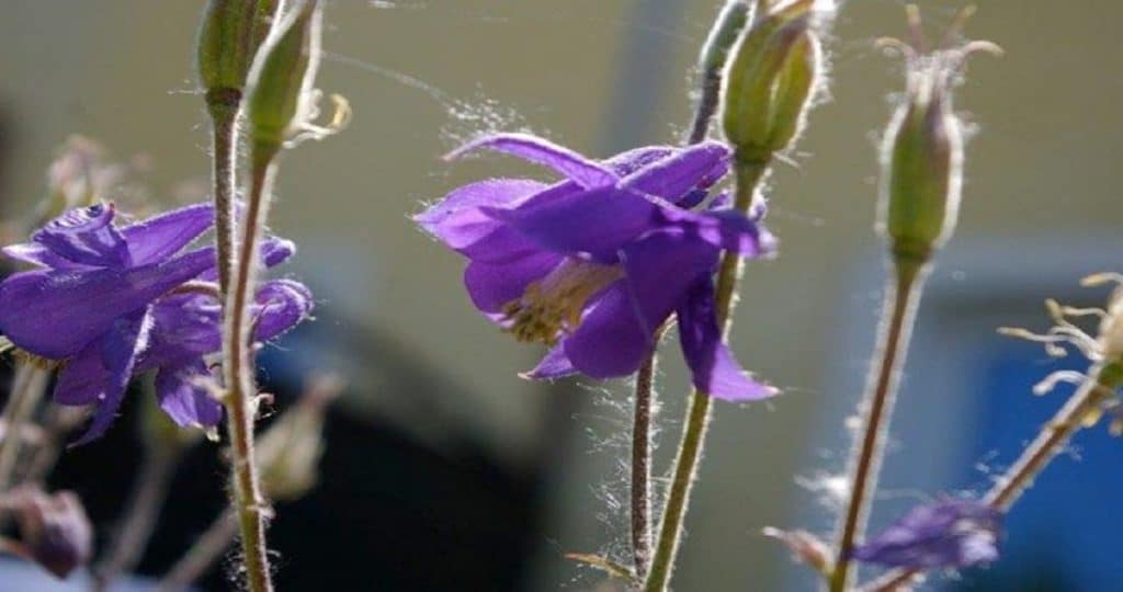 L'ancolie, une fleur vivace qui embellira votre jardin