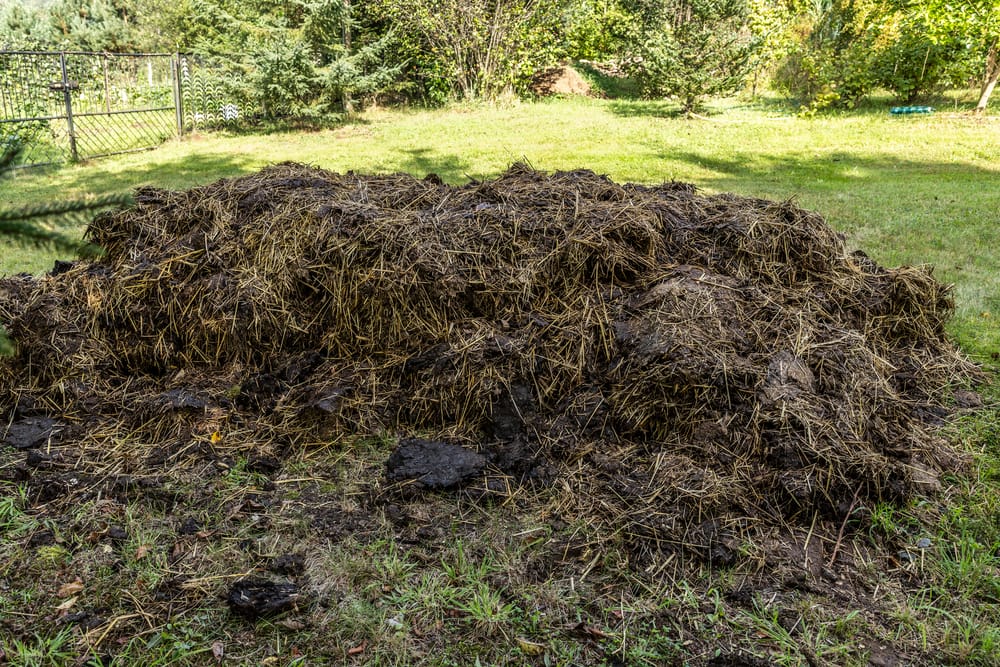 Fumier au potager : comment bien l’utiliser en permaculture