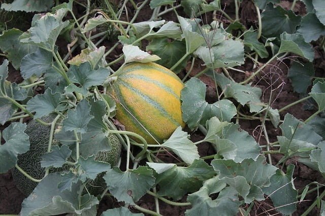 Culture du melon : quand semer, planter, tailler et récolter