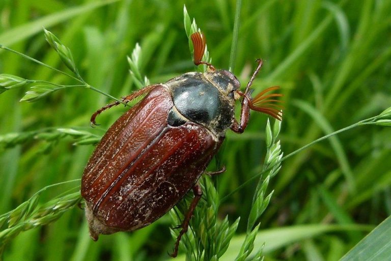 Larve de hanneton (ver blanc) : solutions naturelles