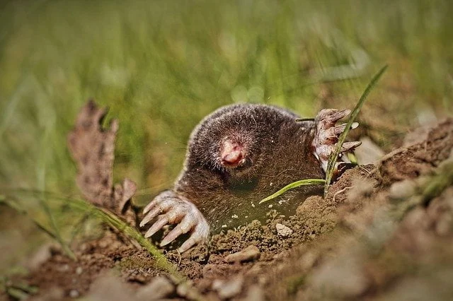 Taupes - 7 méthodes naturelles pour les éloigner... ou pas