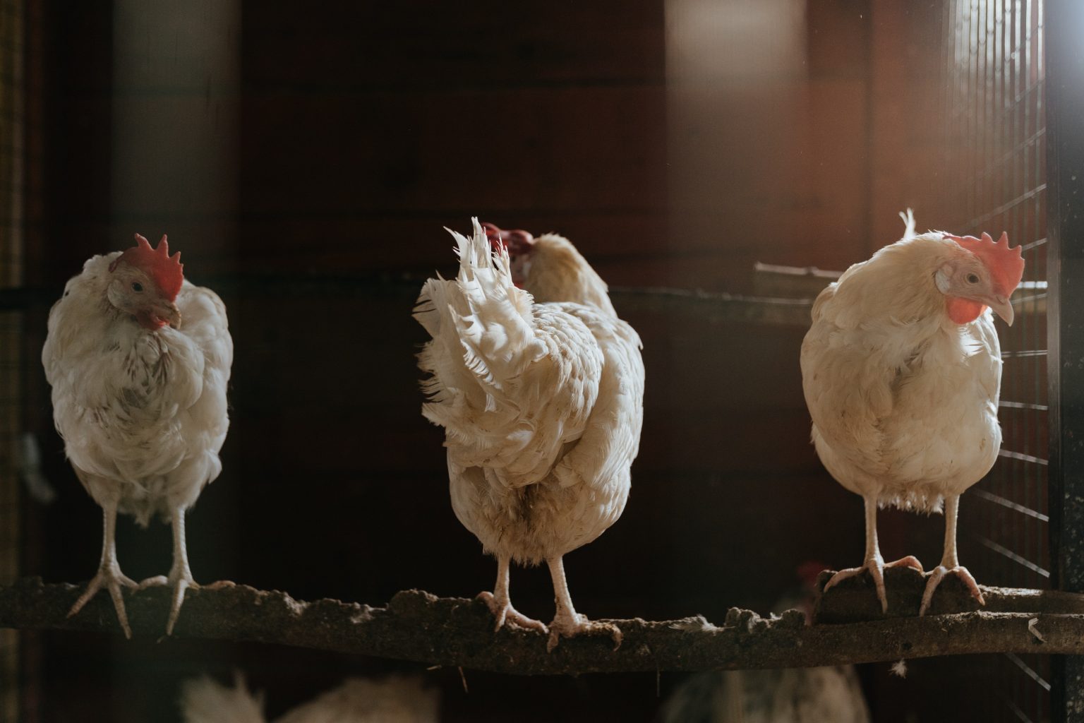 Fientes de poules au potager : engrais naturel et précautions