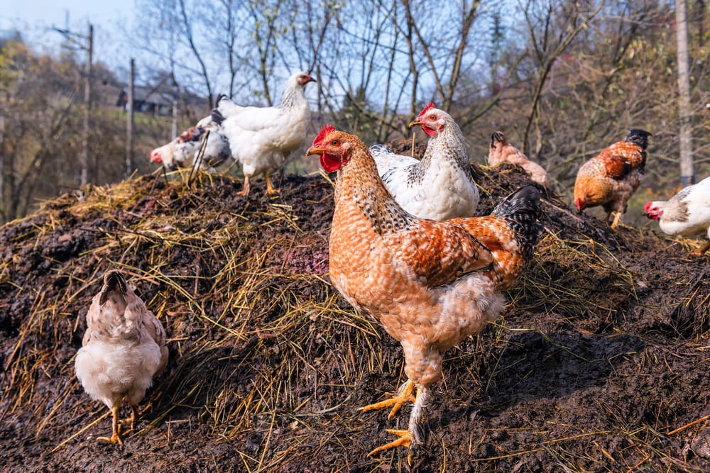 Fientes de poules au potager : engrais naturel et précautions