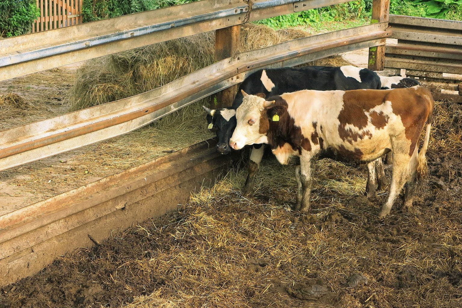 Fumier de vache : bienfaits, usages et précautions au jardin