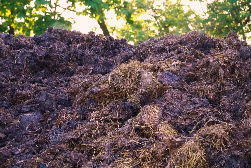 Fumier de vache : bienfaits, usages et précautions au jardin
