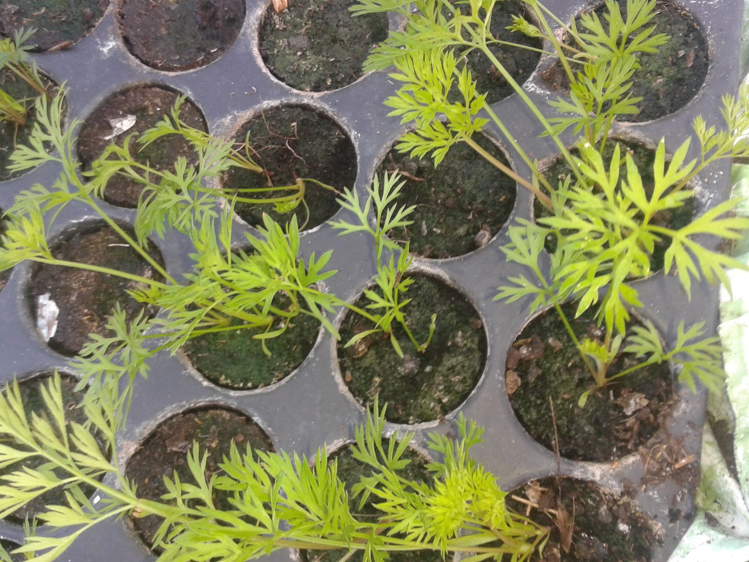 Semis de carottes en pépinière - La solution contre les ravageurs