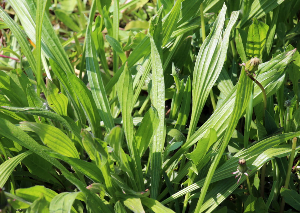 Le plantain, une plante sauvage utile