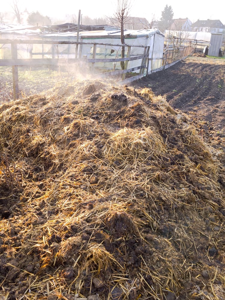 Fumier de mouton : atouts et usage au jardin bio