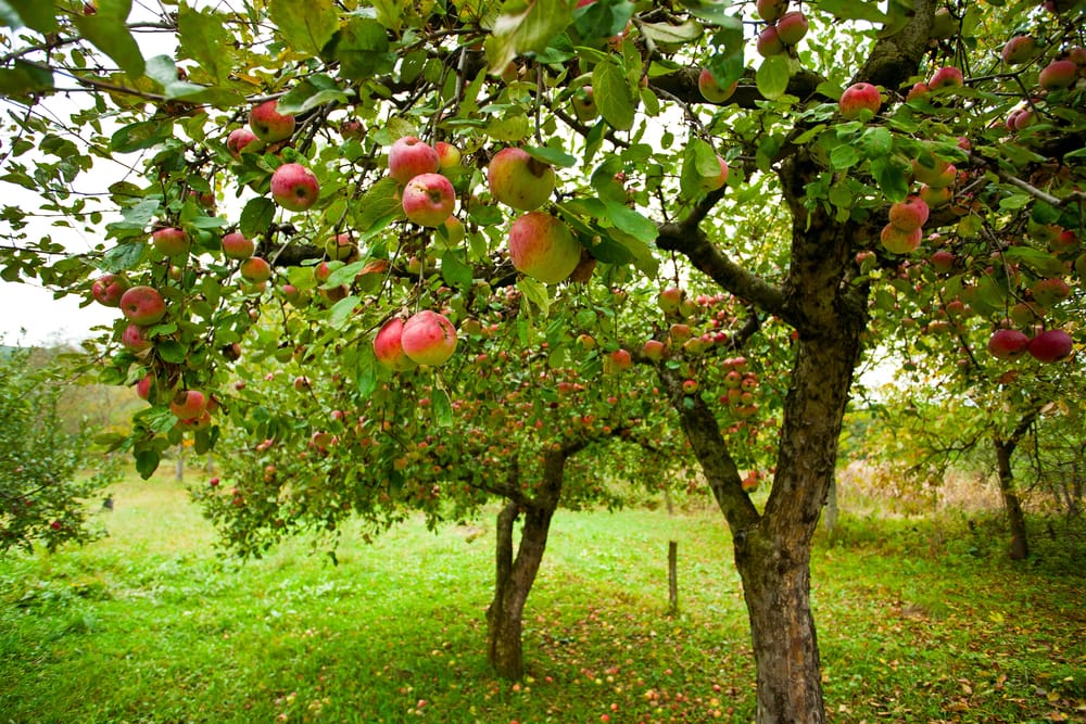 Réussir vos arbres fruitiers en permaculture